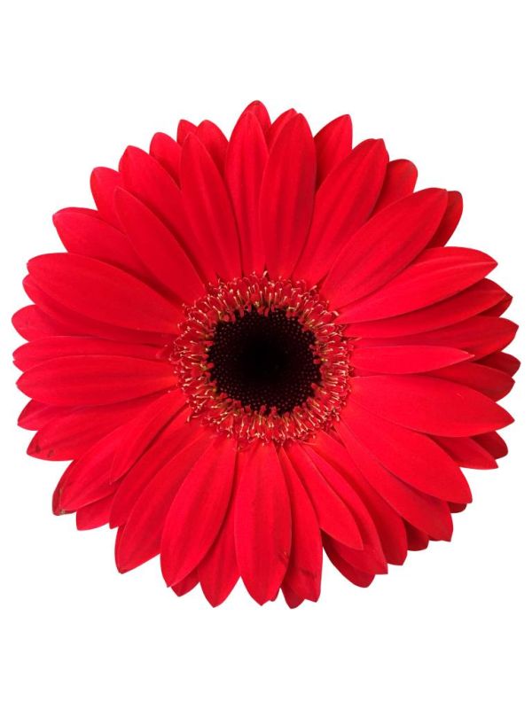 Gerbera – Strahlende & Farbenfrohe Blumen für kreative Sträuße | Jetzt ...