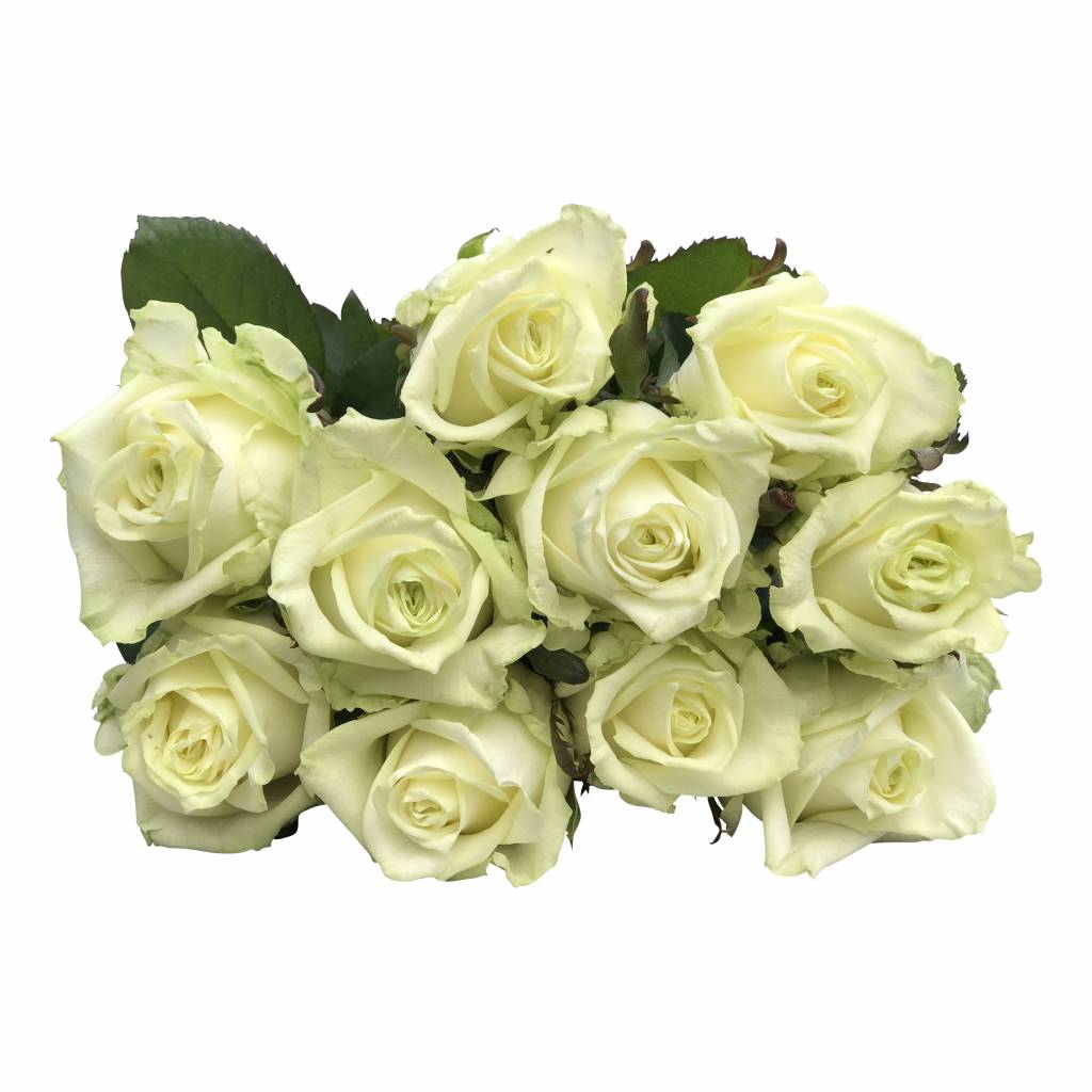 10 Mini Gerbera Kimsey (Rosa, 40–50 cm) | Elegante Schnittblumen