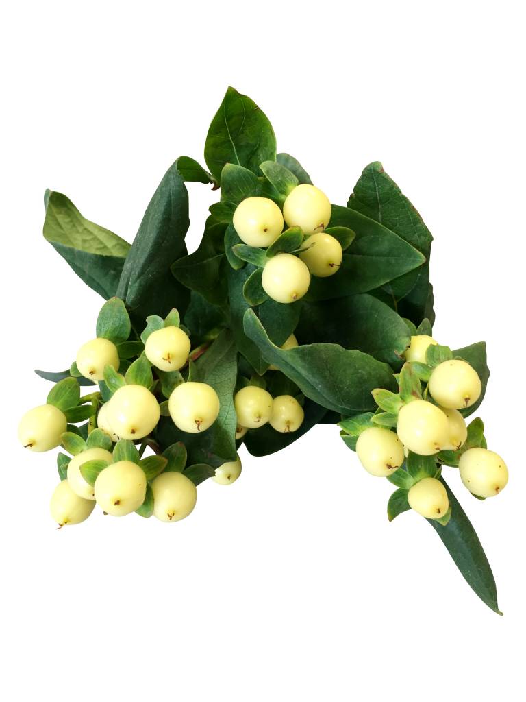 10 Hypericum Creme (50–70 cm) | Elegante Beerenzweige