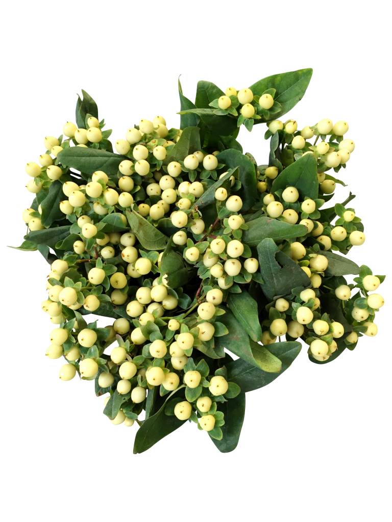 10 Hypericum Creme (50–70 cm) | Elegante Beerenzweige