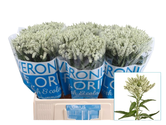 Veronica – Elegante & Vielseitige Blüten für kreative Sträuße | Jetzt ...